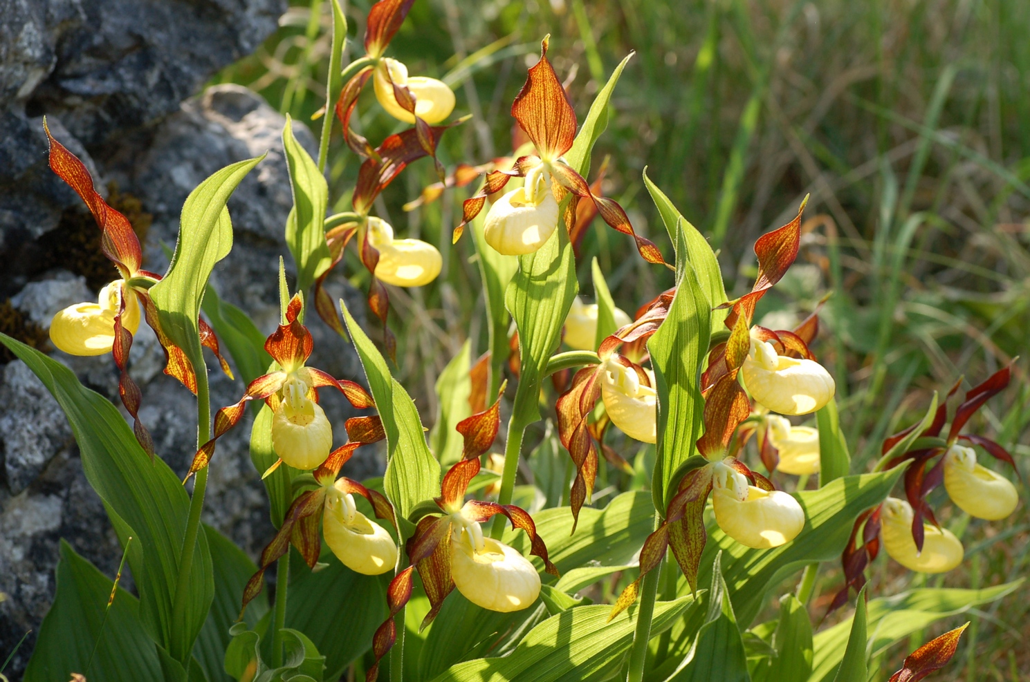 BSBI News & Views: The Orchid Hunter tells his story...