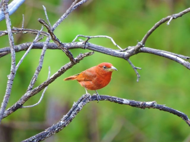 Una Piranga observando su presa y al fotógrafo