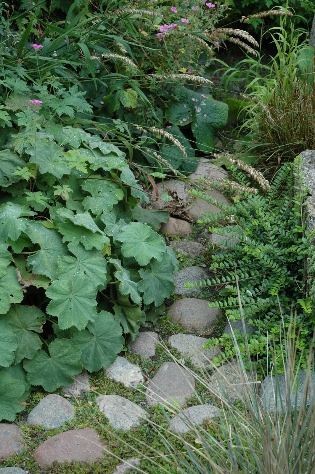 HAVETID: Havens sten og planter.