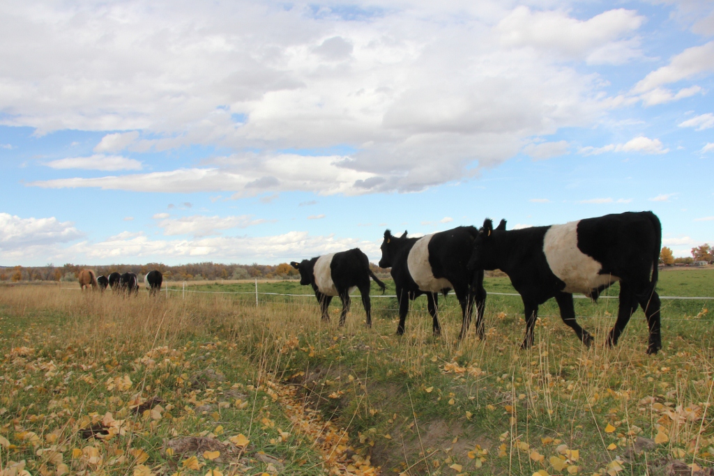 Grace Valley Farms: BueLingo Cattle