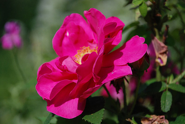 Flowerpedia: Rosa Gallica Officinalis / Apothecary's Rose