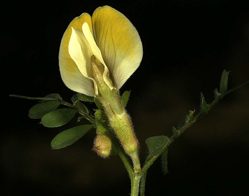 Flora Attica: Vicia lutea