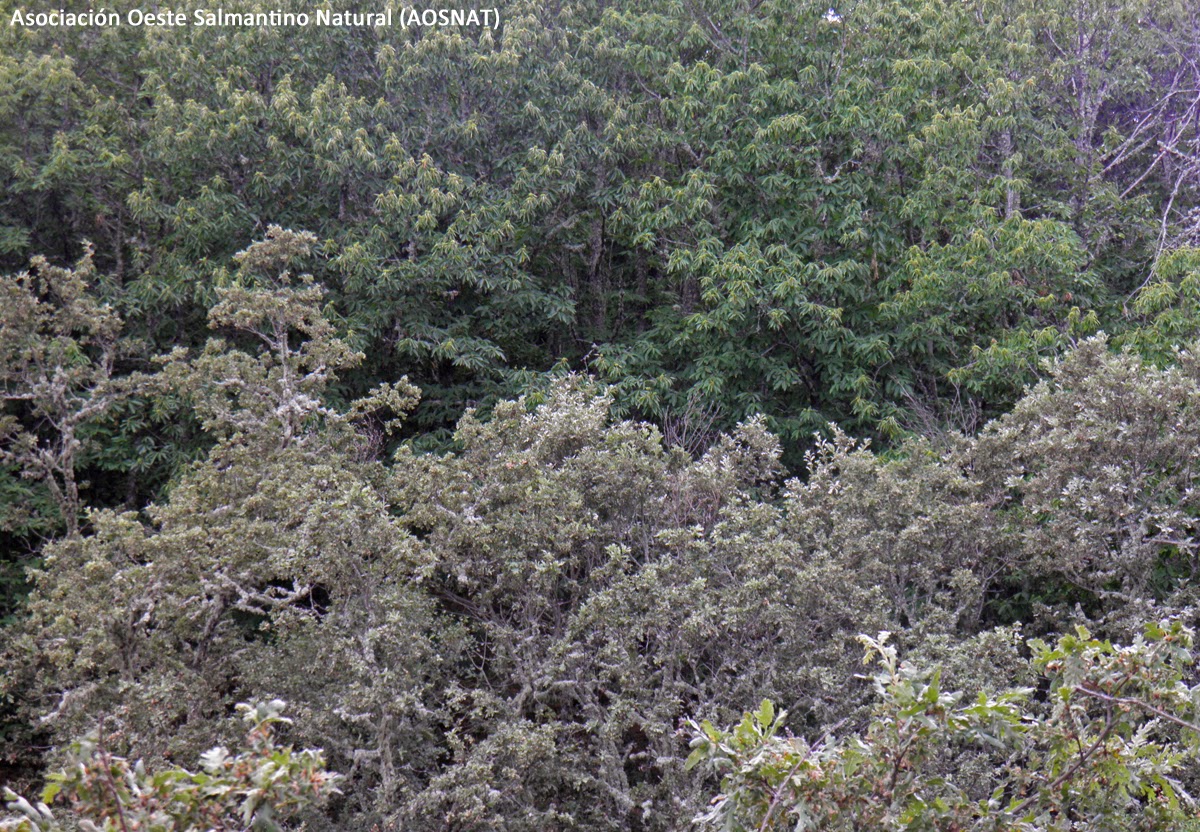 Asociación Oeste Salmantino Natural (AOSNAT): El rebollo o roble melojo ...