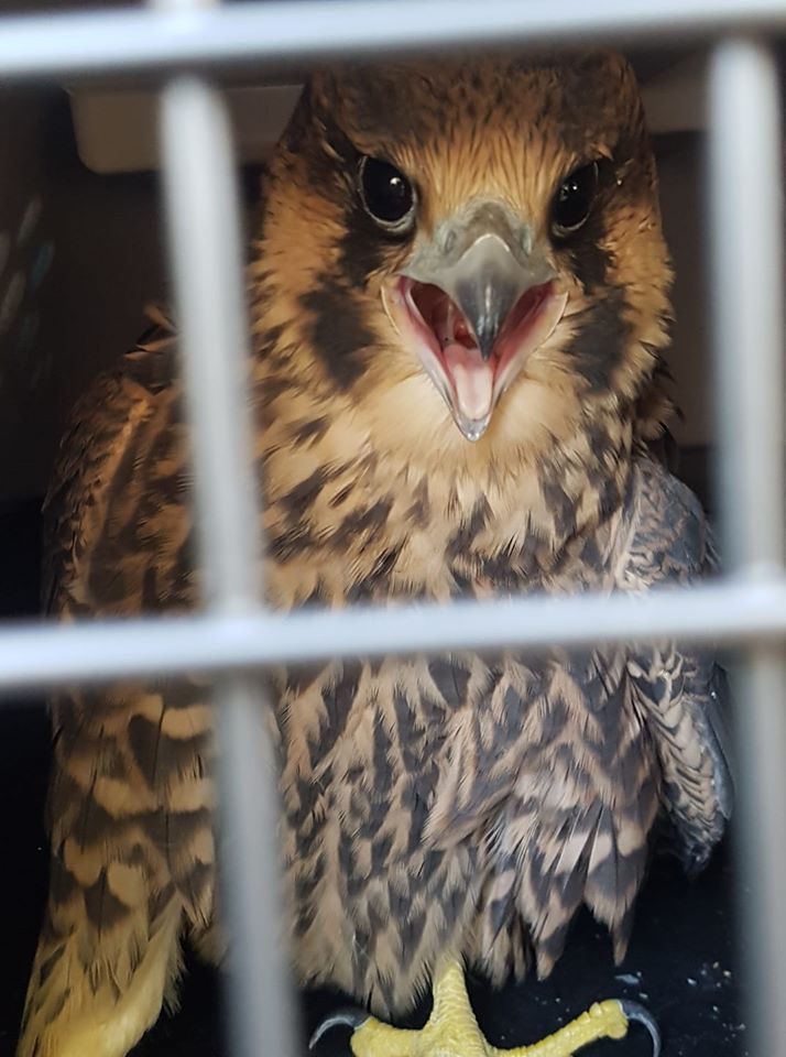 Rob and the Animals: Falcon Rescue 2020