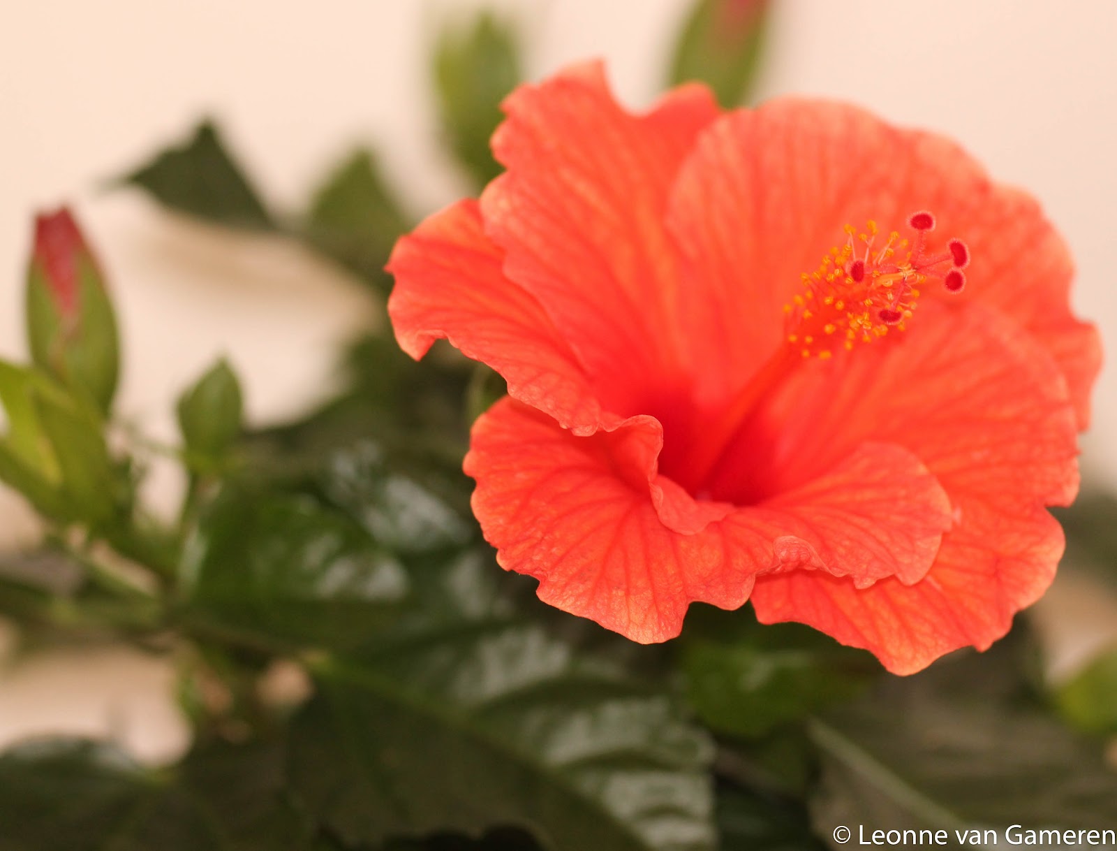 Leonne foto piu belle: Chinese roos