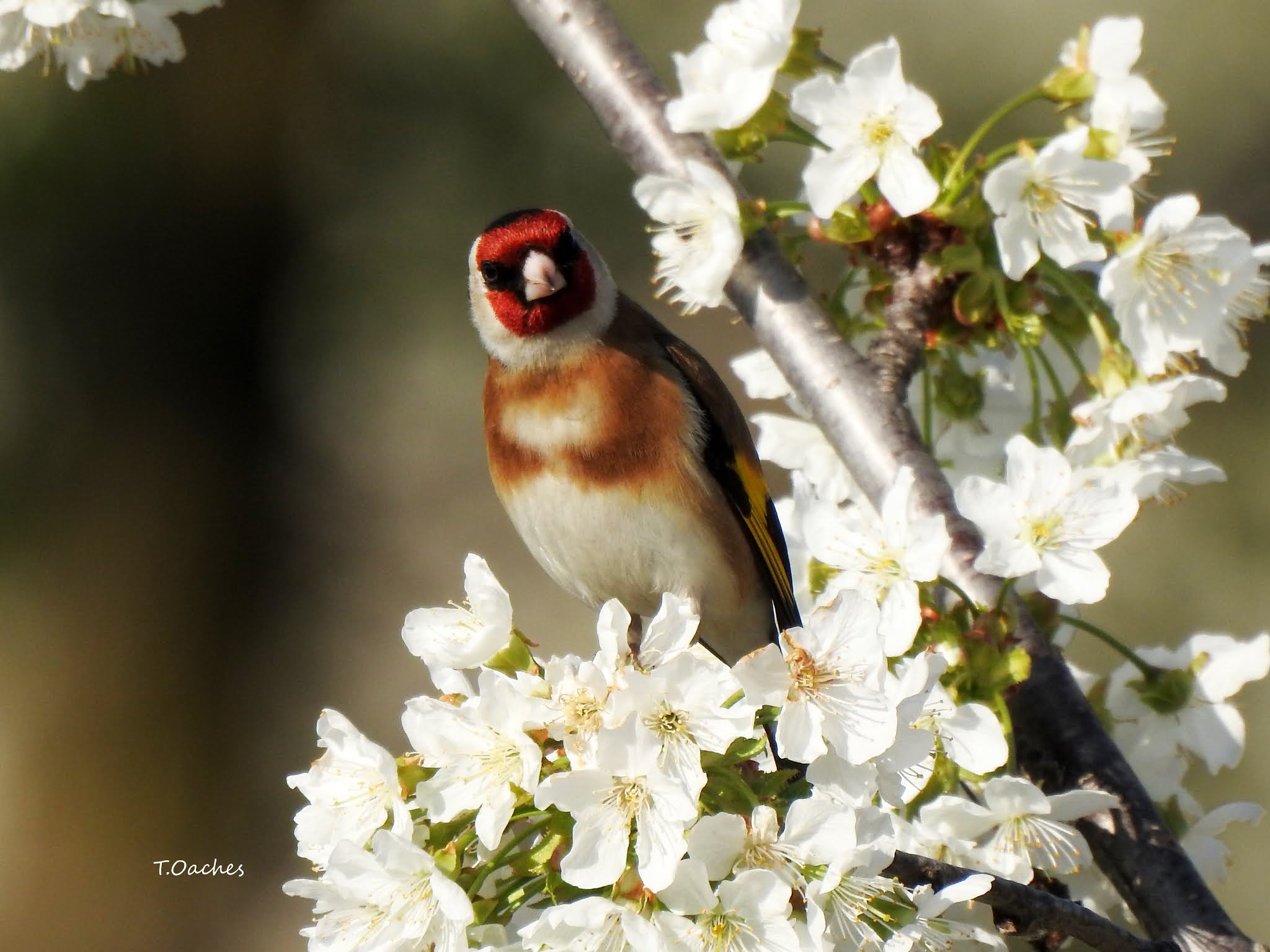 PASARI DIN ROMANIA: STICLETE(1), Carduelis carduelis