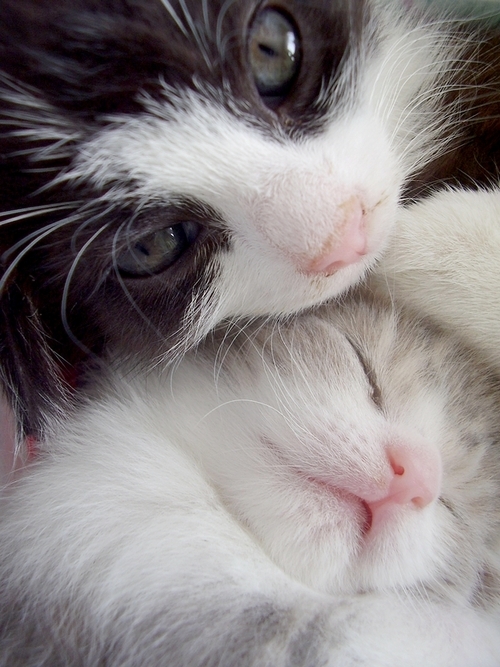 Splendid Sass: THE MOST BEAUTIFUL THINGS