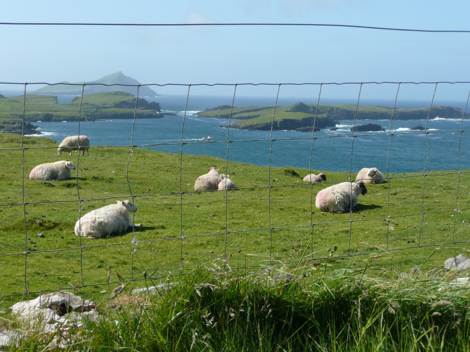 Roxanne Steed's Painting a Day: Cliffside Sunbathing in Irish Wool ...