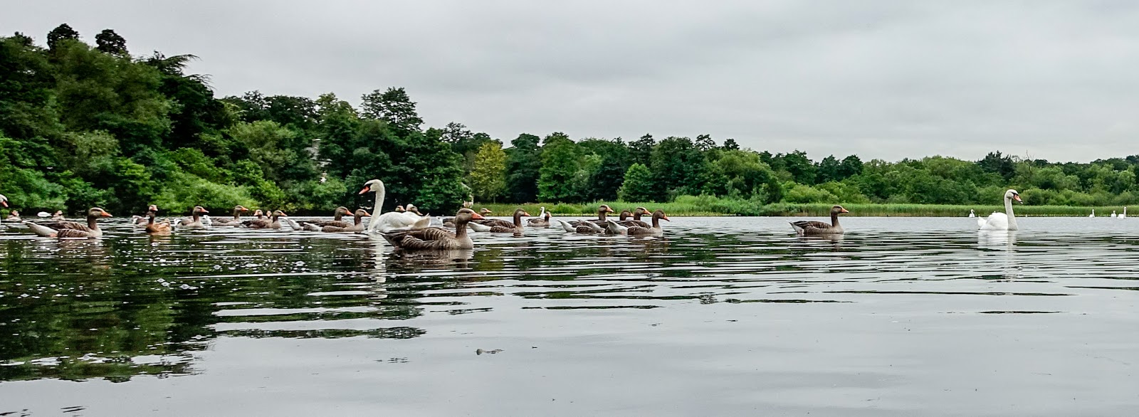 Cosby Friday Walkers Blog: 15th July 2016 Groby Pool to Newtown Linford ...