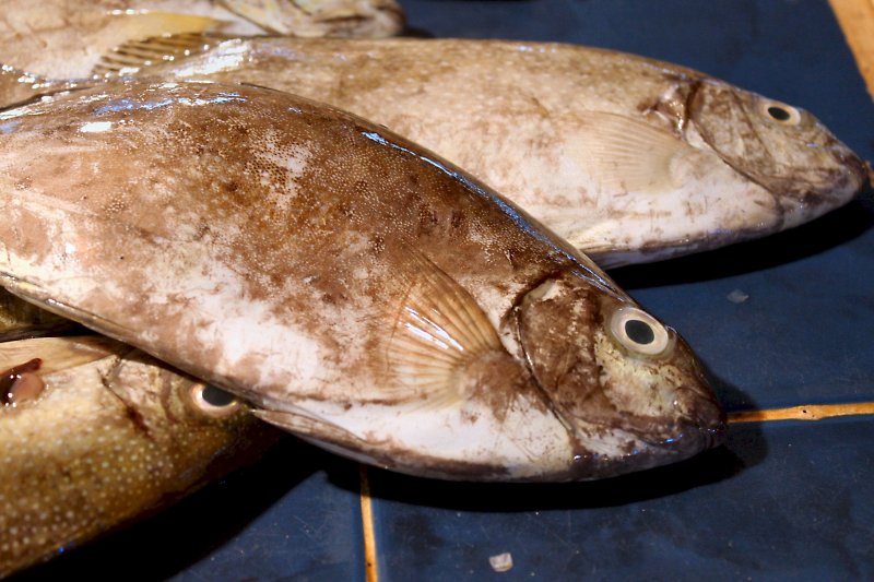 The other side of variety | dead-hungry