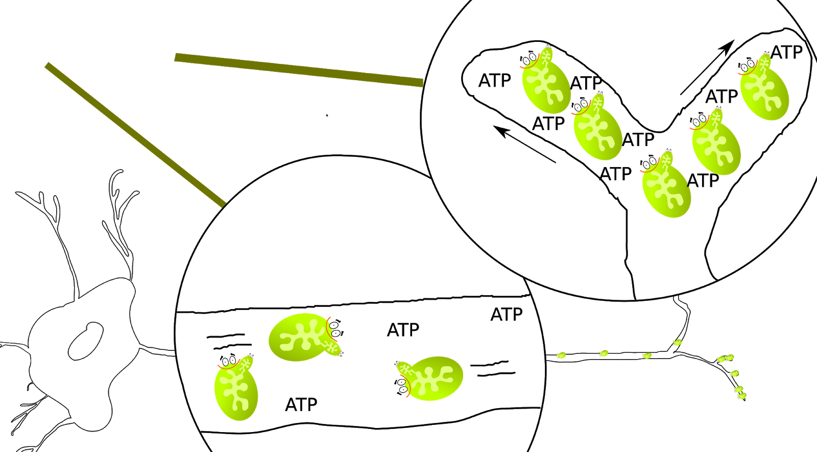 Imperial Mitochondriacs: Transitional correlation between inner ...