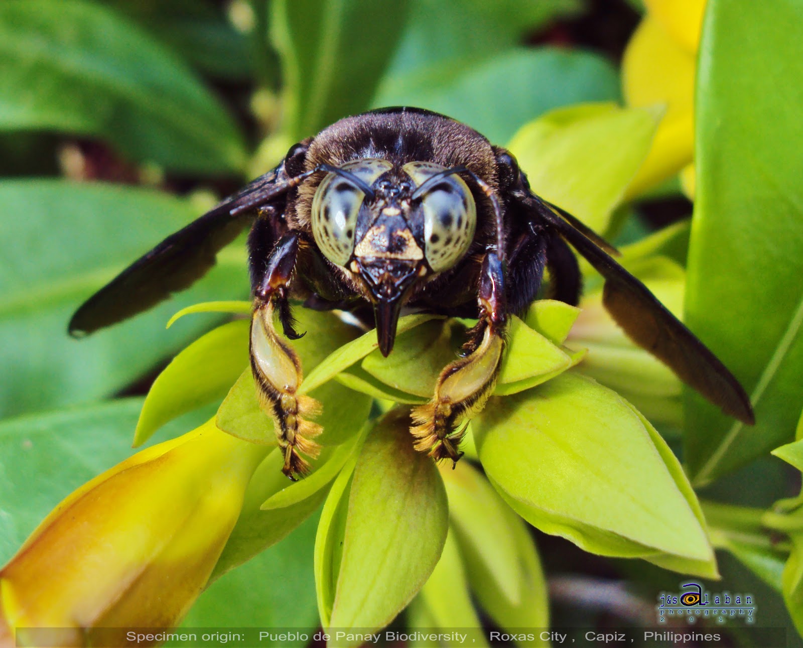 Biodiversity Capiz: Tropical Carpenter Bee