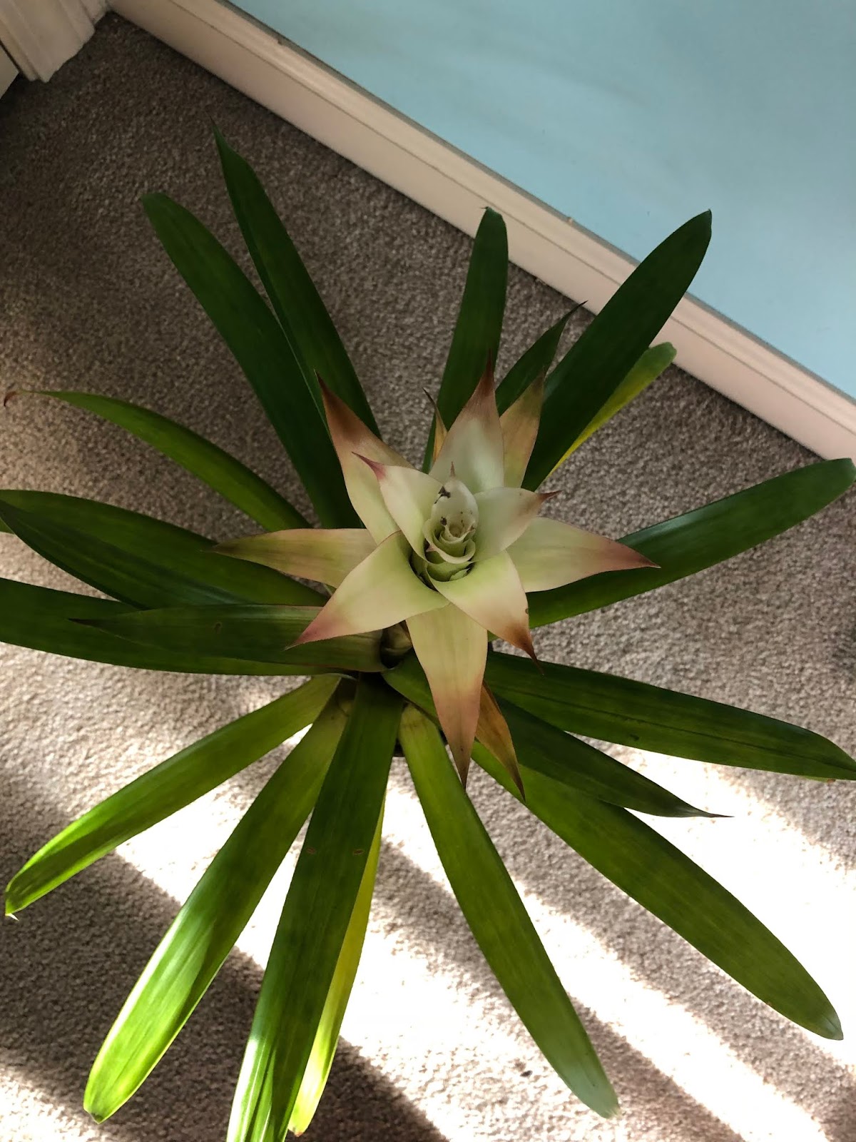 Lily's Indoor Jungle: How to Care for Bromeliads