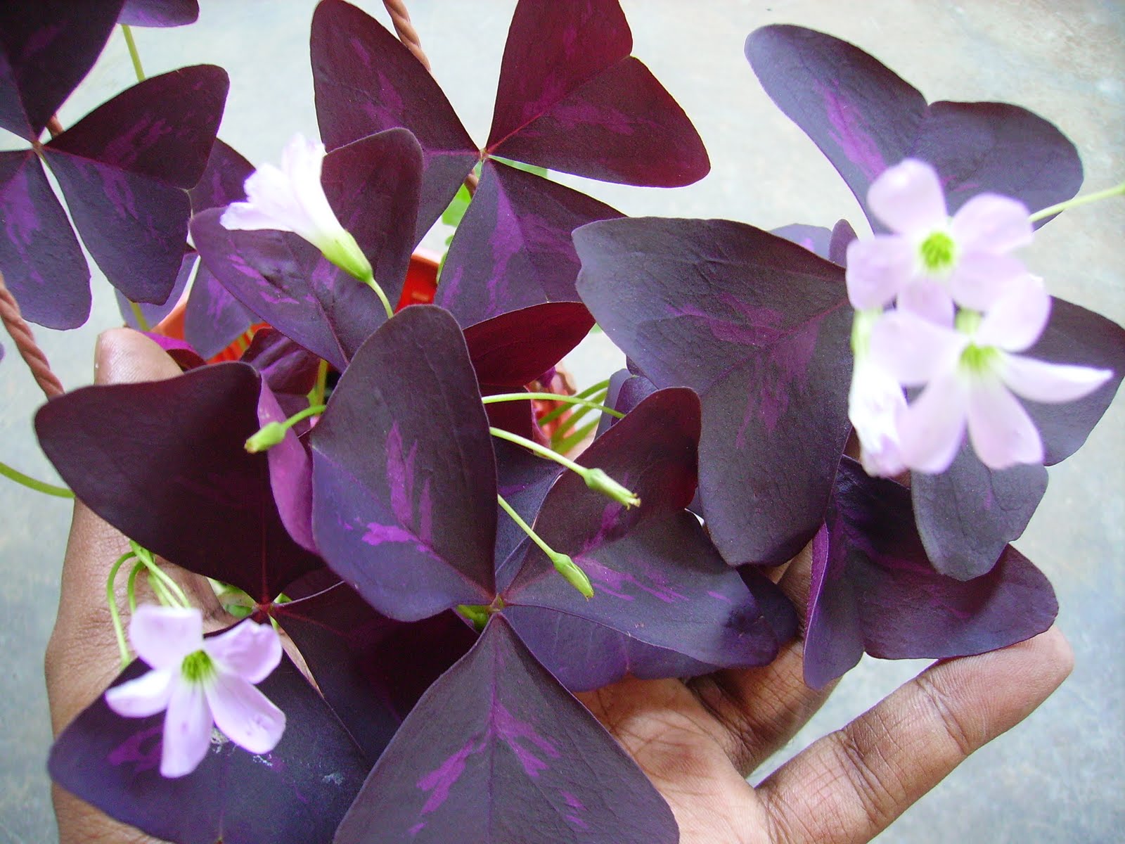 Garden Chronicles of James David: Purple Shamrock - Oxalis triangularis