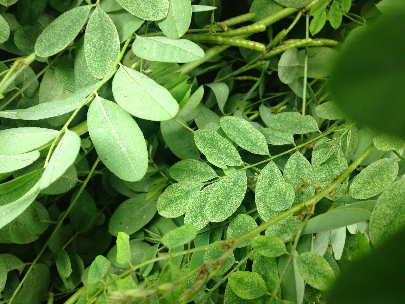 bestpigdog: Indigo Lesson : ครามเป็นสิ่งมีชีวิต