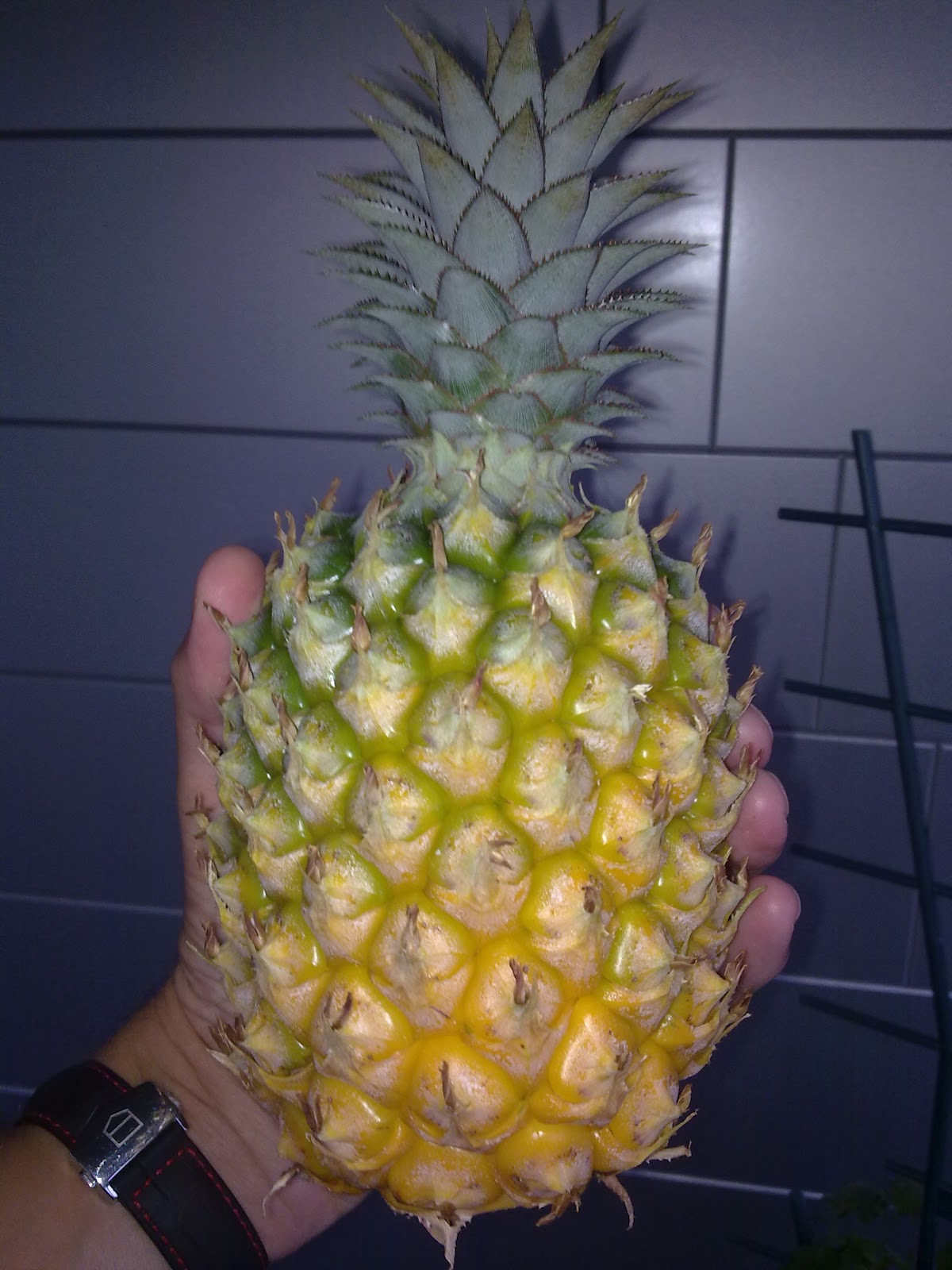 Dom et Lolo: Ananas, de la fleur au fruit