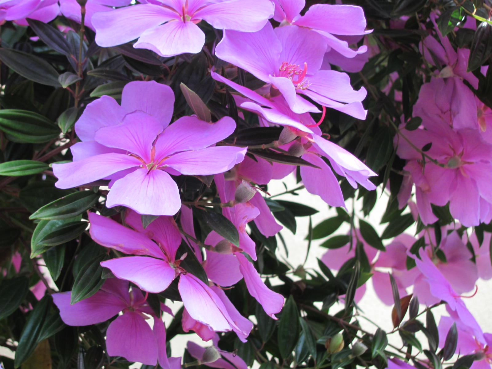 Simplesmente Fascinante: Tibouchina Mutabilis- Vulgo: Manacá da Serra