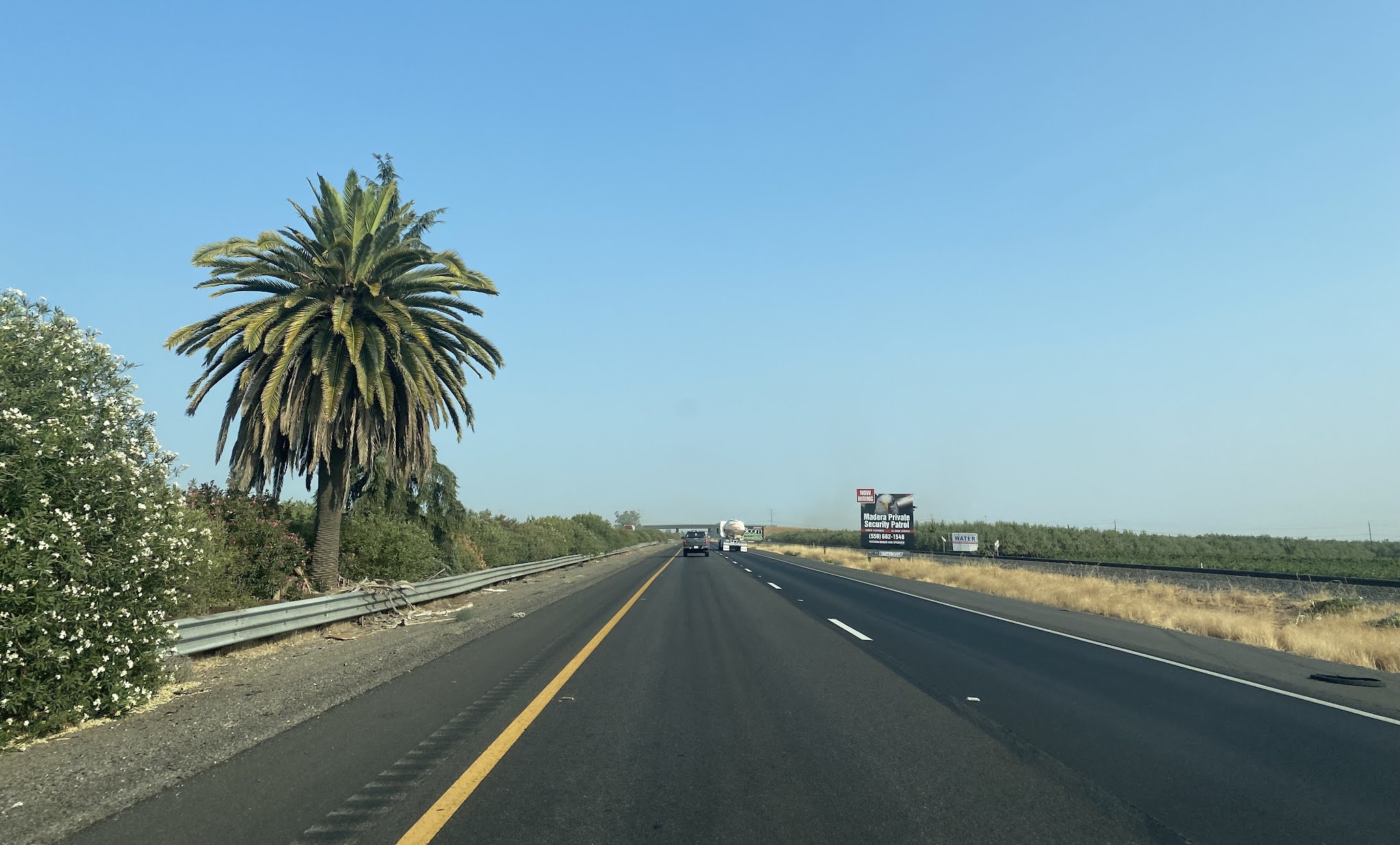 The Midway Palm and Pine of US Route 99