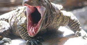 Dead Tree Edition: Publishing's Invasion of the Monitor Lizards
