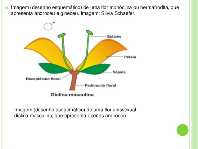 BIOLOGÍA VEGETAL II: LA FLOR