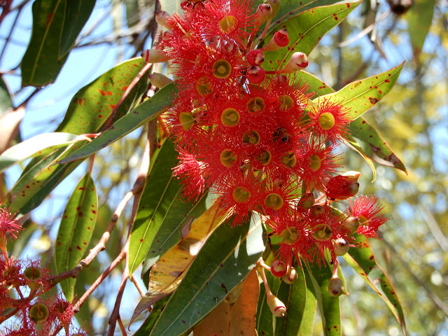 The Phytophactor: Friday Fabulous Flower - Red gum tree
