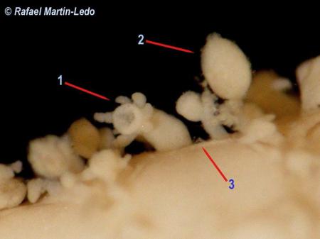 Rafael Microfauna Marina: Symbiosis: Hydrozoa (mutualist)