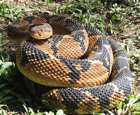 cuentos de la selva: LA SHUSHUPE