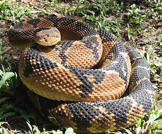 cuentos de la selva: LA SHUSHUPE