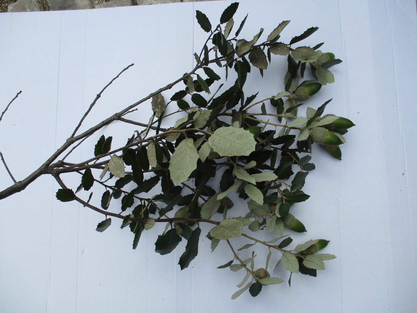 Ciclo da Azinheira III - Montalvam