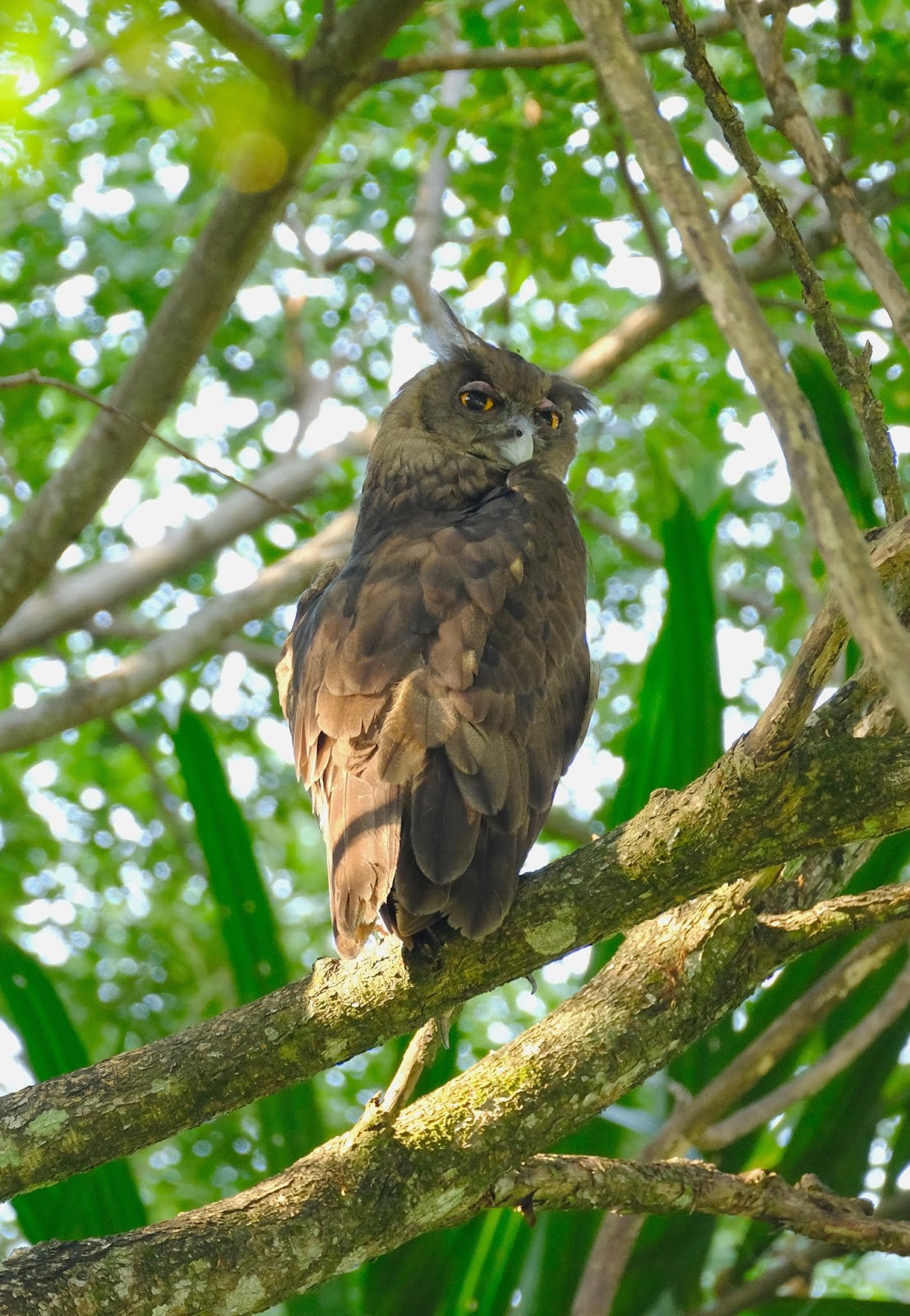 Mike is the name Birding is the game ( Birding in Malaysia - Malaysian ...