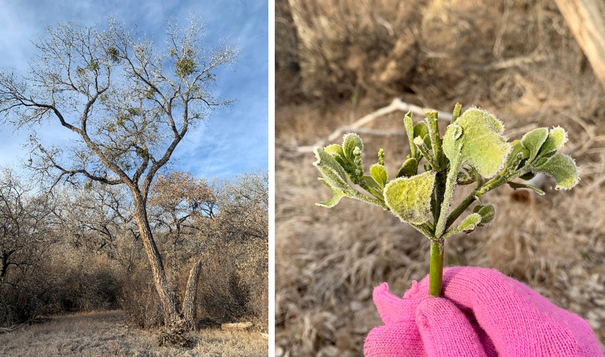 Mistletoe Ranges are Changing; so are Recommendations on What to do ...
