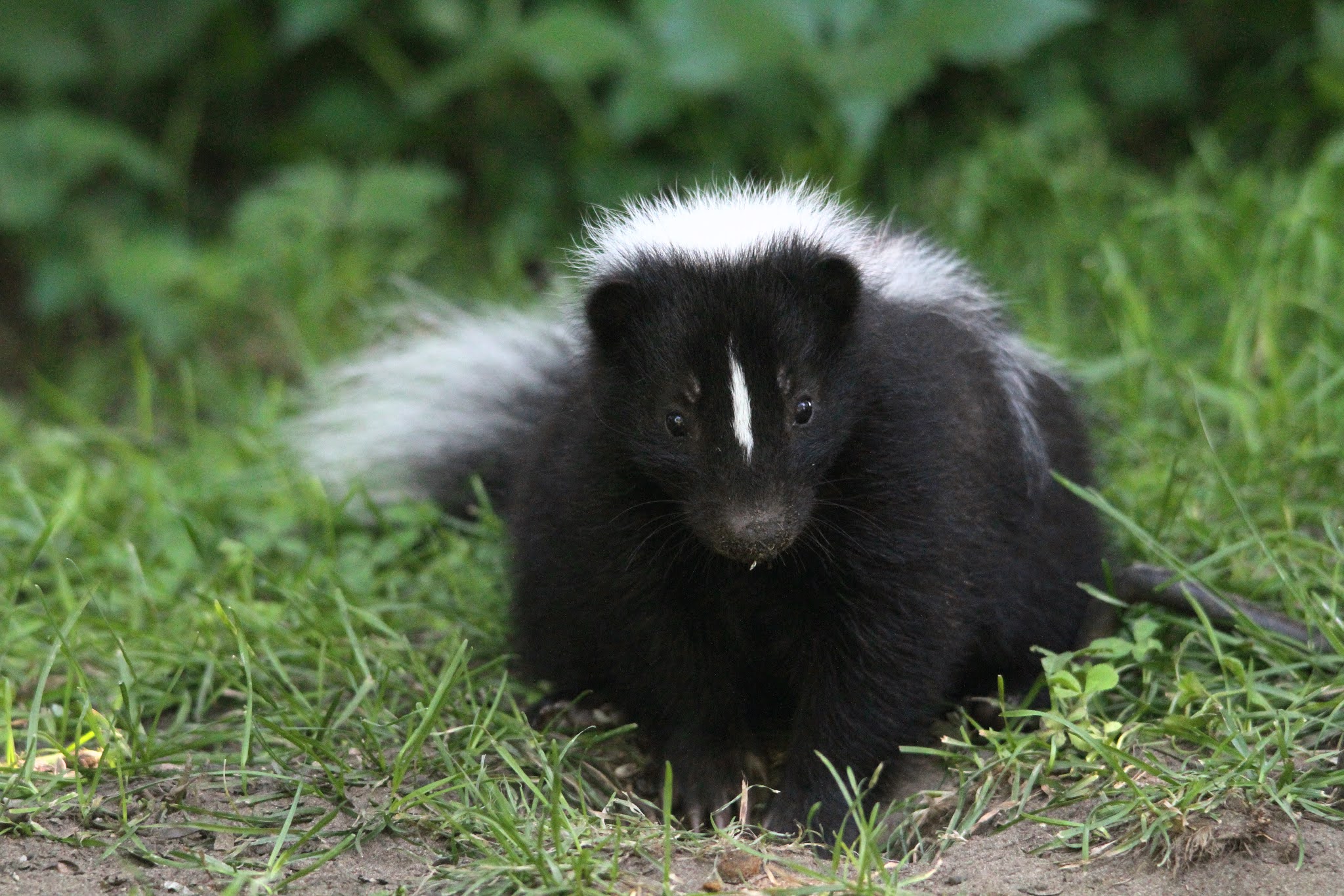 Rob and the Animals: Skunk City 2020