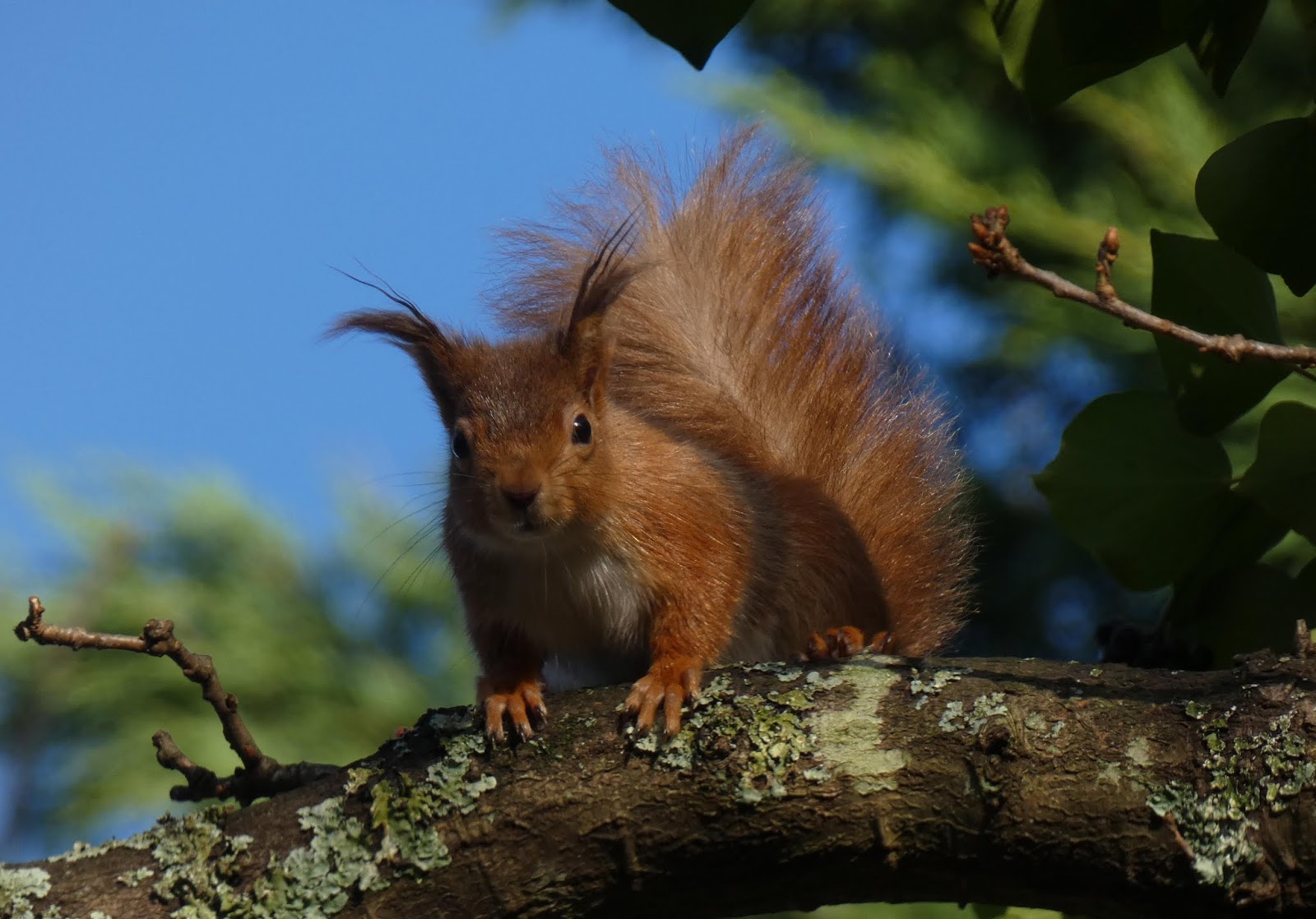 Red Squirrels and Nature: Youtube