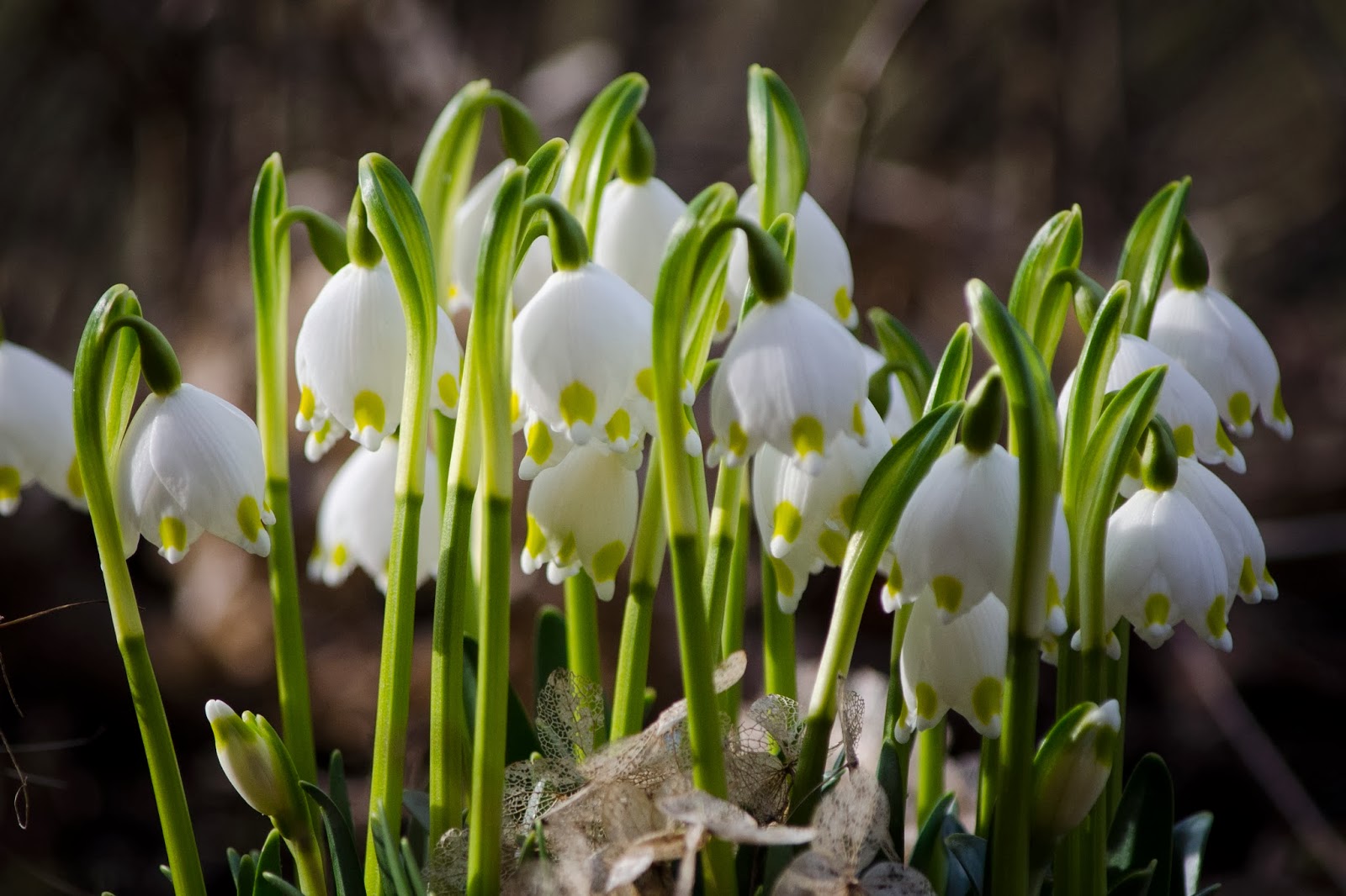 Looduspildid: Märtsikellukesed, Leucojum vernum, Spring Snowflake