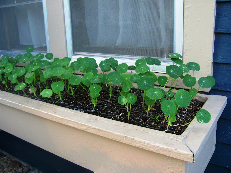 Sweet Domesticity: Nasturtiums