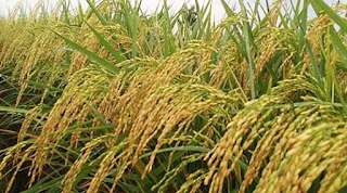 7 Varietas Padi Ciherang Yang Banyak Diburu oleh Petani - kliktani.com