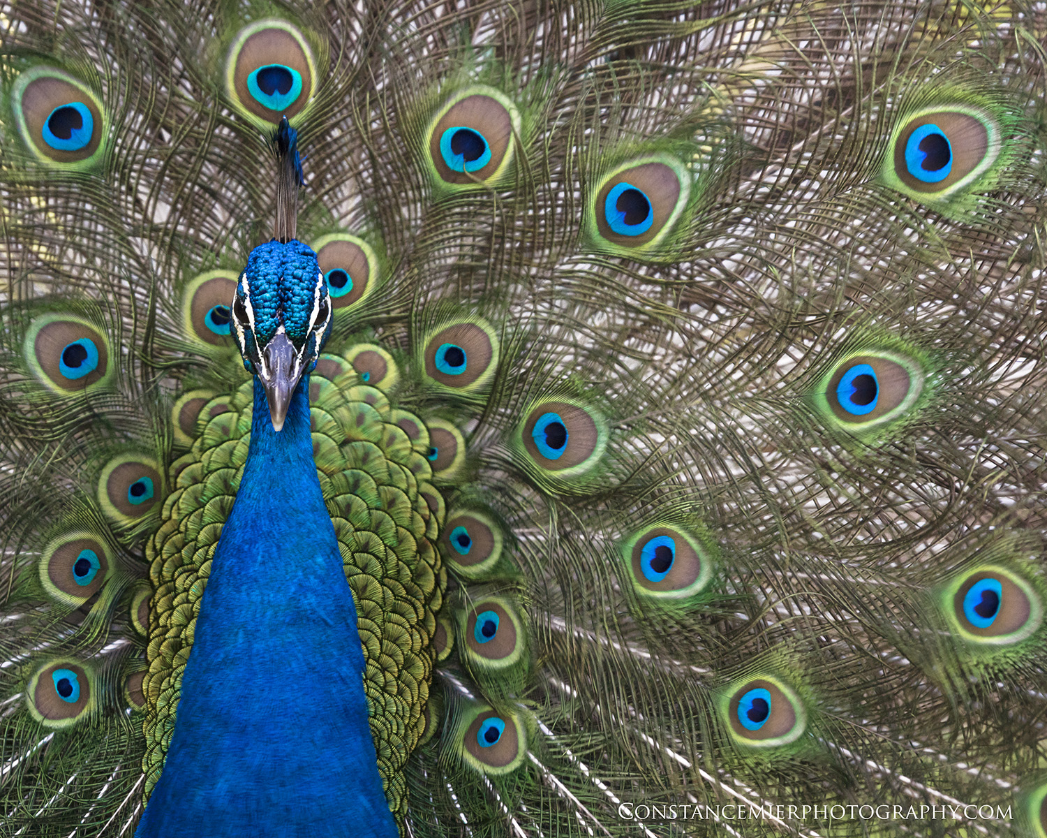 Photography Fill The Frame