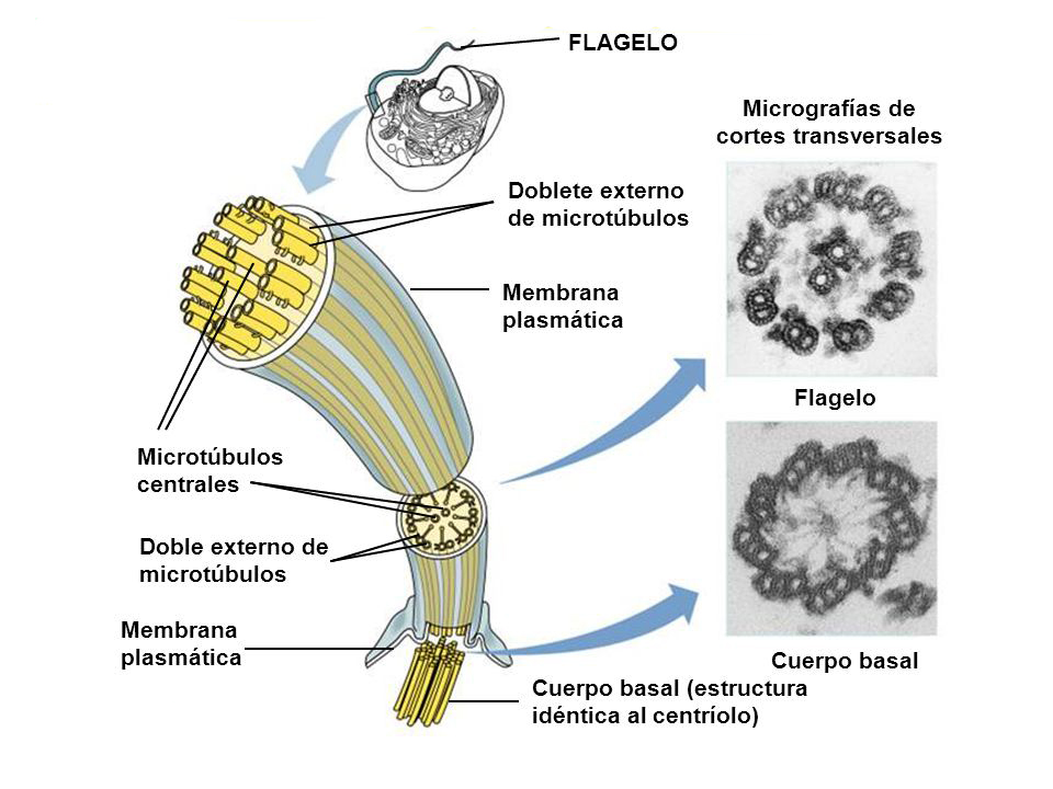 BIOLOGÍA 1Bachillerato OJA: 2018