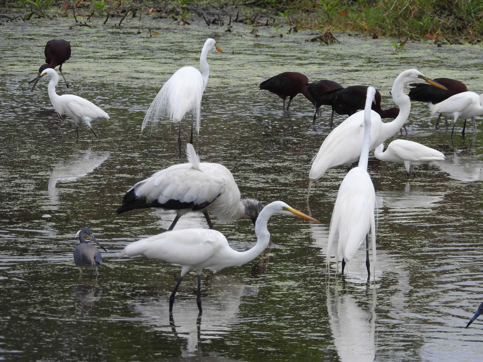 Bird & Travel Photos, Birding Sites, Bird Information: FLOCK OF MIXED ...
