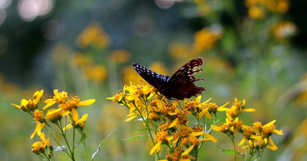 In Peggy's Garden: Tattered Butterfly
