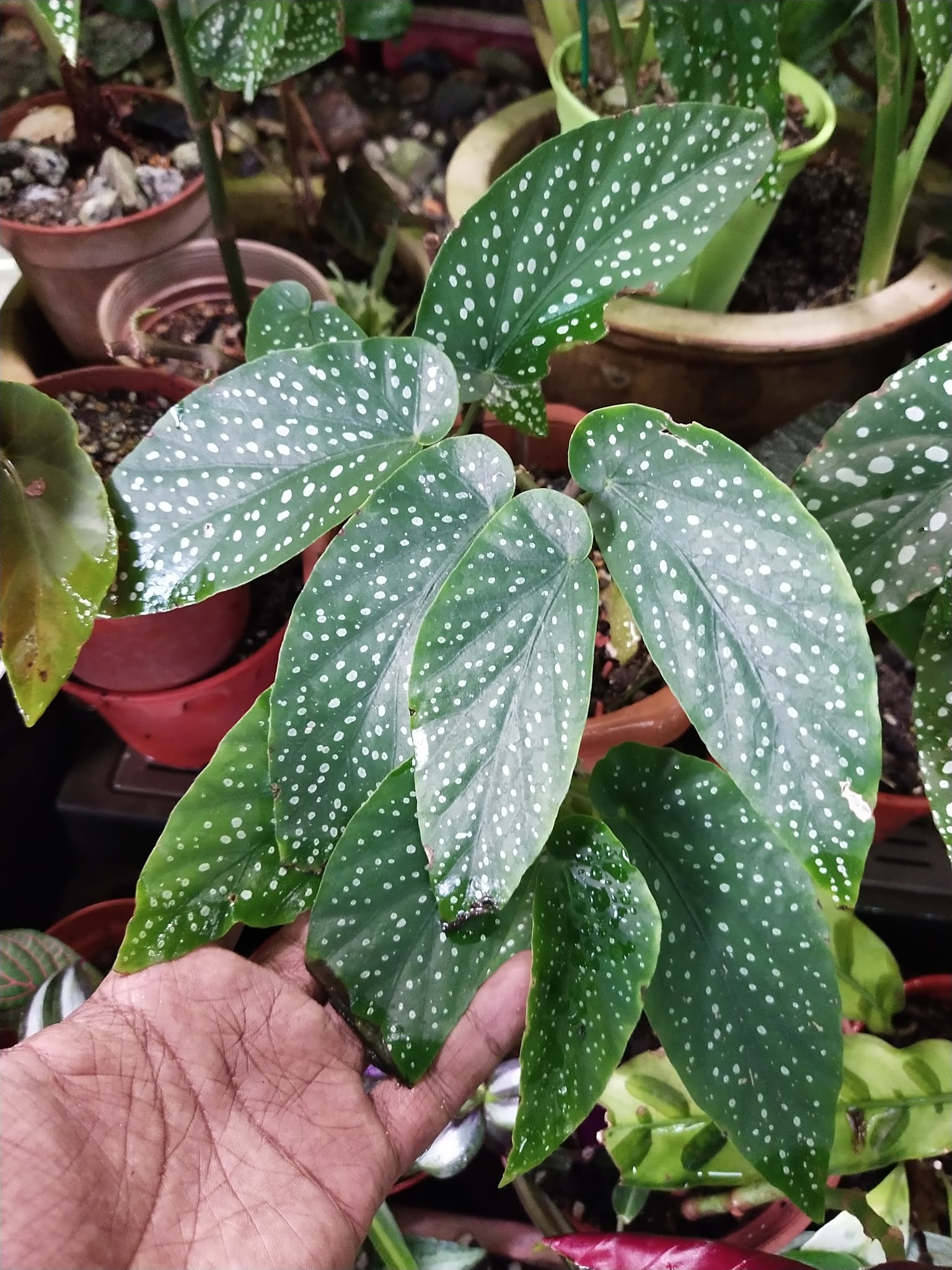 Garden Chronicles of James David: Cane Begonia 'Albo-picta' (Updated ...