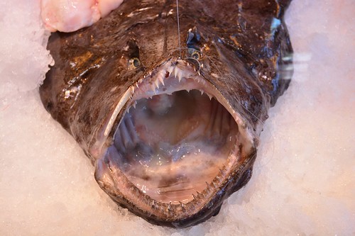 Behind the French Menu: Lotte or Baudroie - Monkfish or Anglerfish ...