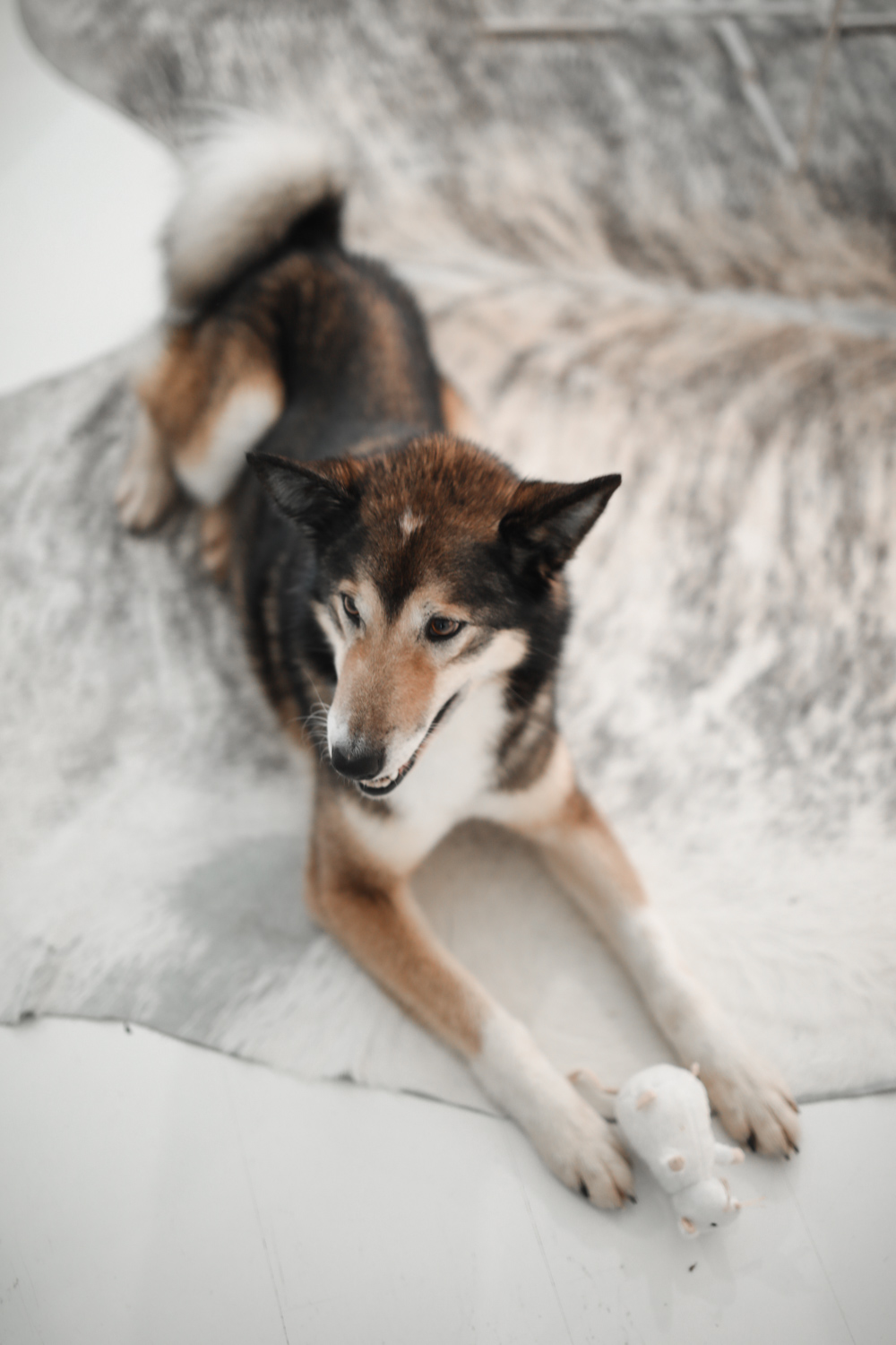 Ihana rescue-koira - terveisiä kotihoidosta! | 100% outdoor