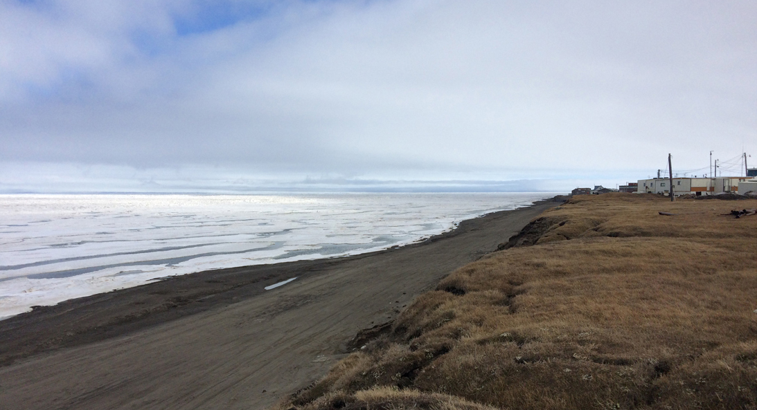 Pioneer Birding: AK - Barrow