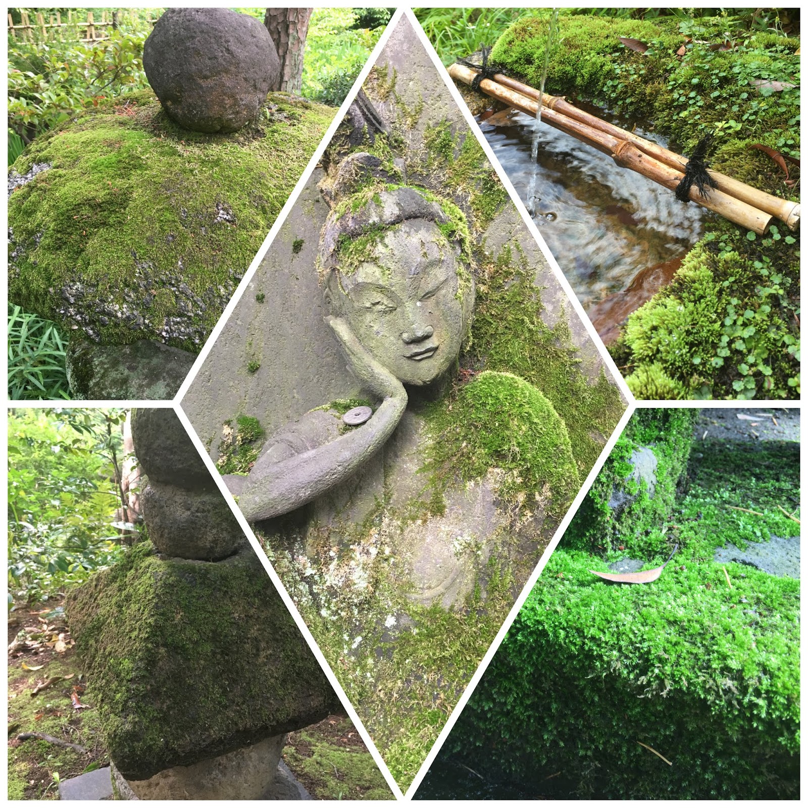 Moss: The Miracle Plant Perfectly at Home in Humid Japan