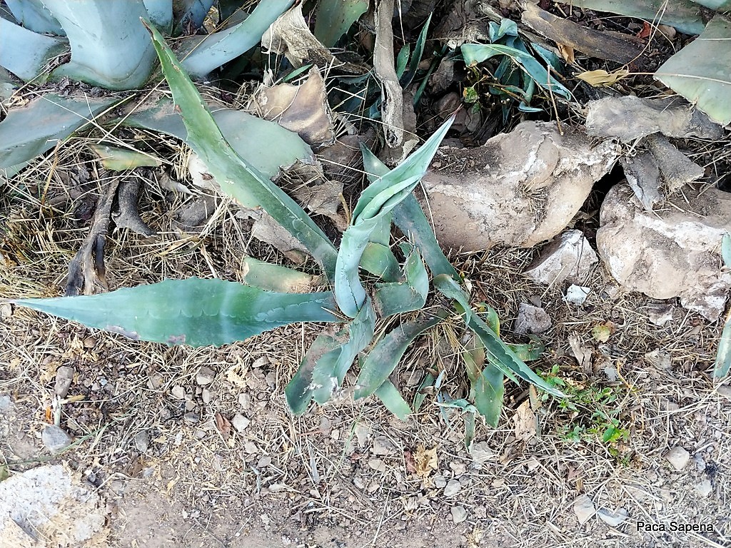 La Rioja de la A a la Z: PITERA AGAVE AMERICANA - CACTUS