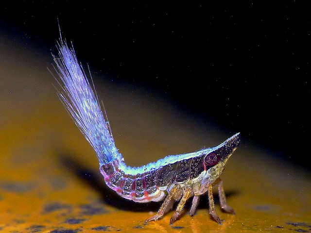 Alien Nations: Up Close and Impersonal with Insects and Spiders | The ...