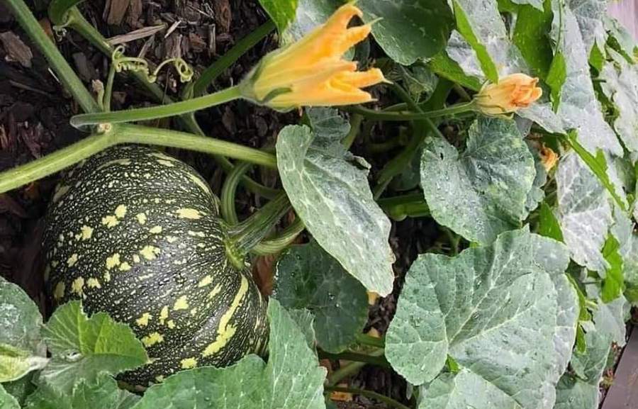 Mengenal Labu Parang.