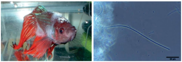 Penyakit Bakterial Ikan : Flexibacter columnaris - Lalaukan