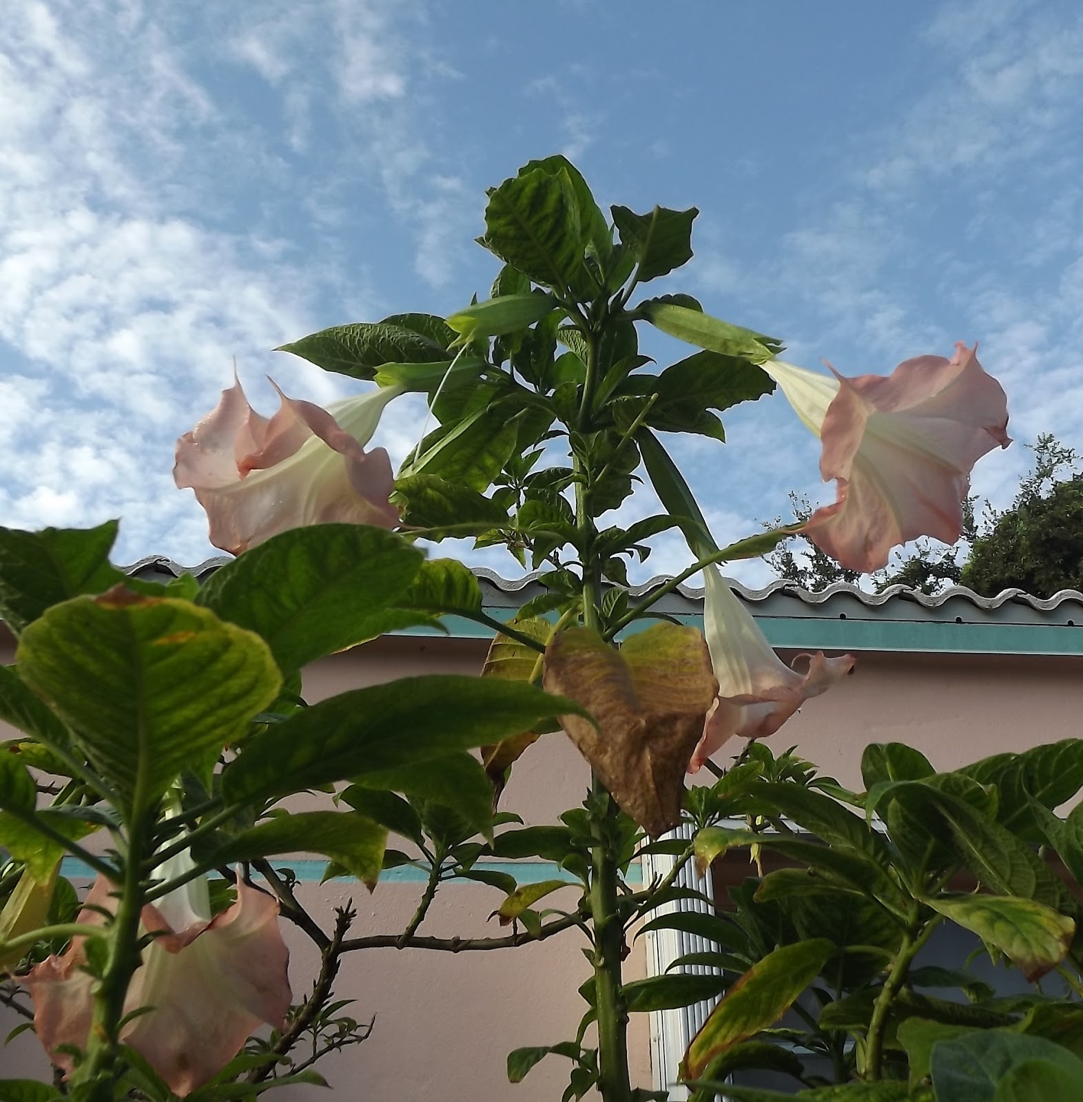 Anya's Garden Perfumes: Ask the Perfumer - Sunday, August 12, 2012 ...